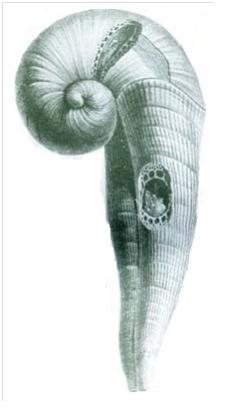 Fóssil Rudista caprinídeo :: lisbongeology