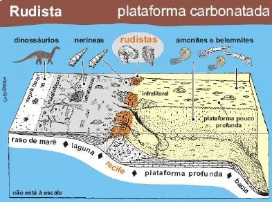Fóssil Rudista caprinídeo :: lisbongeology